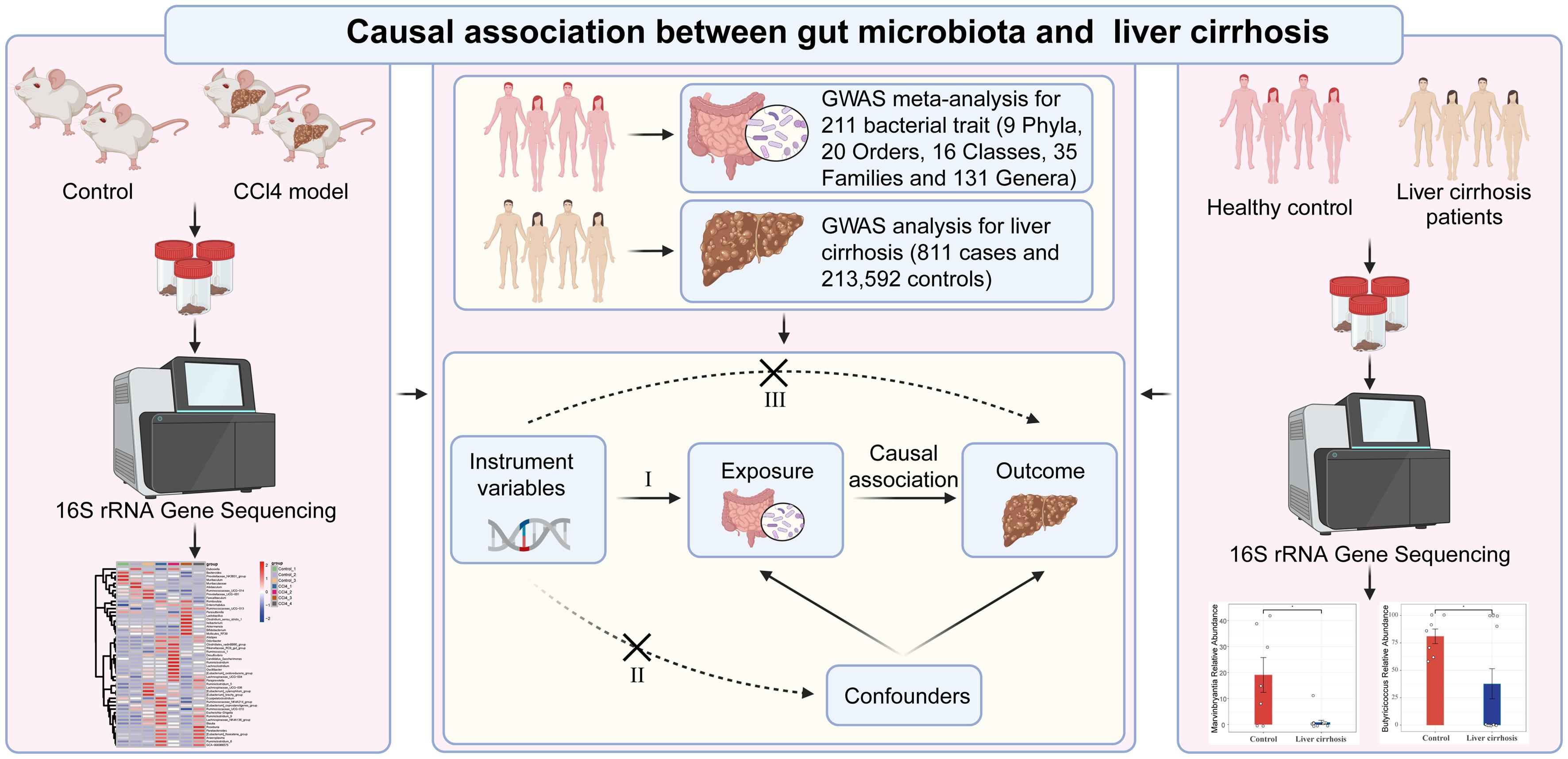 Causal Relationship Between Gut Microbiota and Liver Cirrhosis: 16S ...