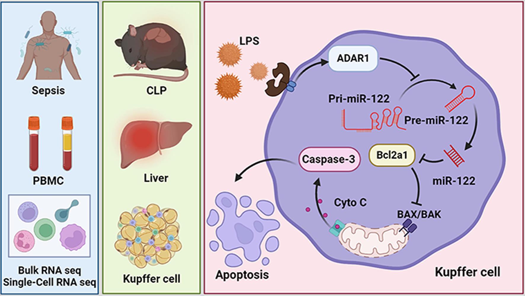 ADAR1 Inhibits Macrophage Apoptosis and Alleviates Sepsis-induced Liver ...