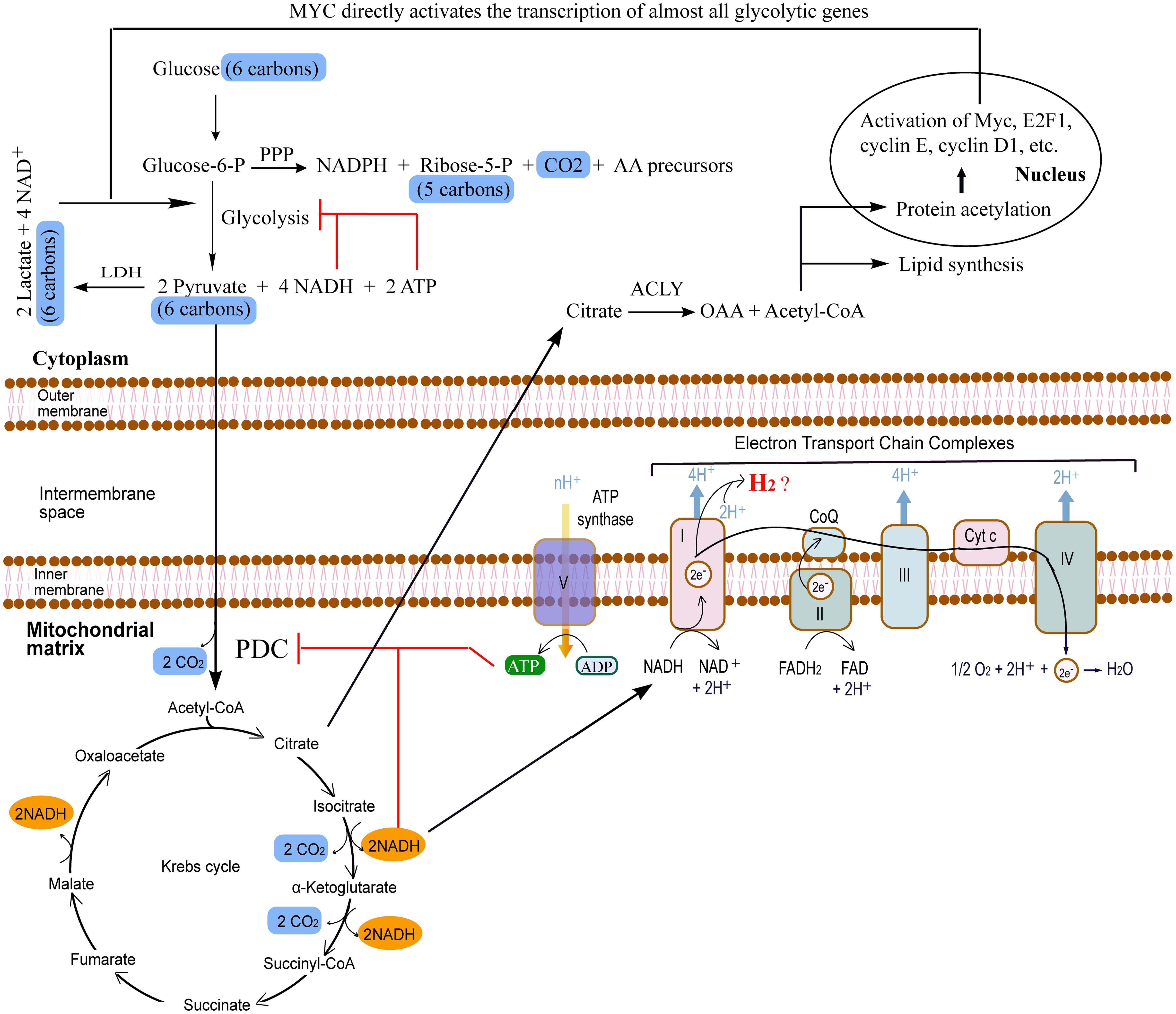 Hypothetical Hydrogenase Activity of Human Mitochondrial Complex I and ...