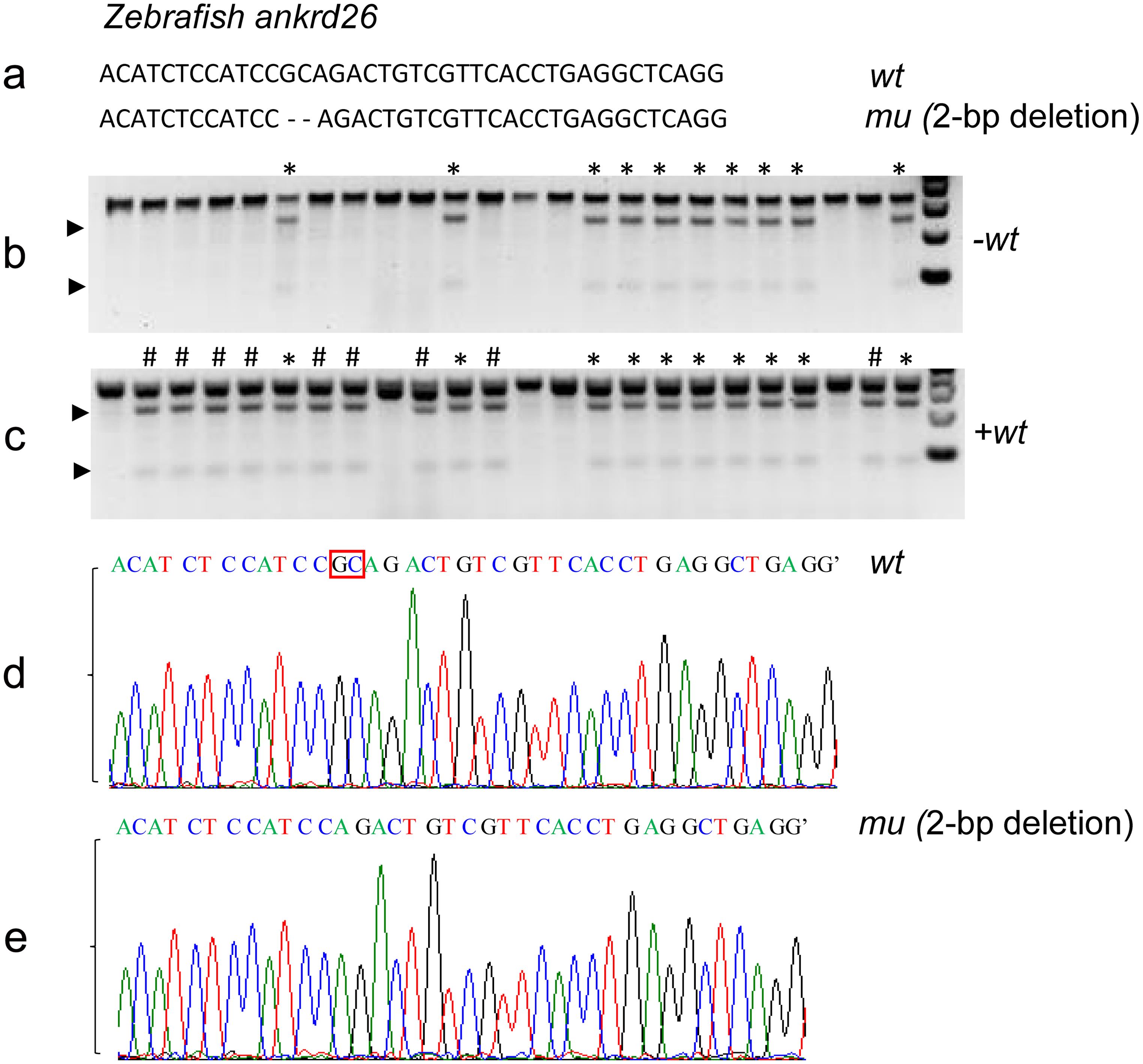 A Simple, Robust, and Cost-effective Method for Genotyping Small-scale Mutations