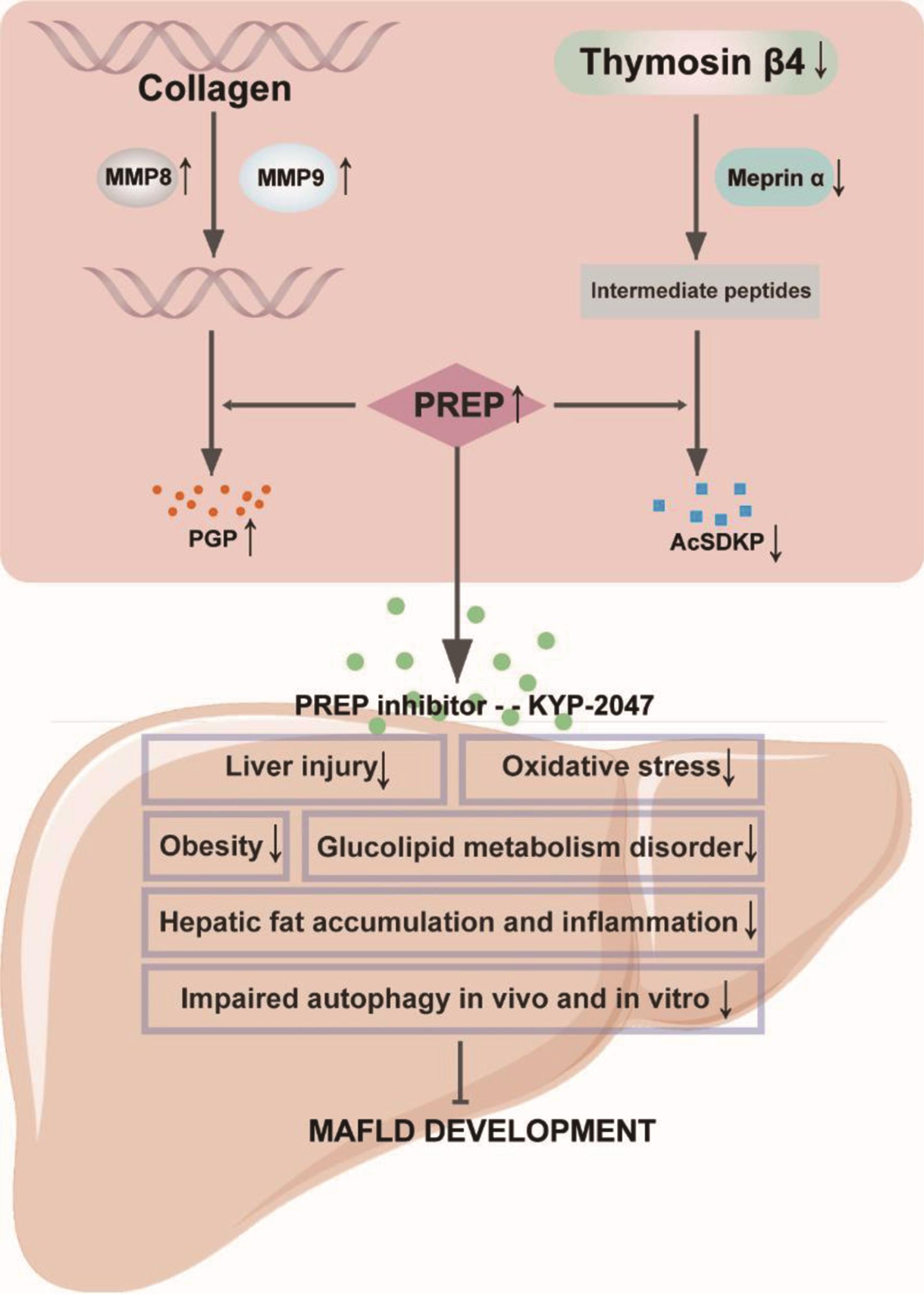 Therapeutic Effect of Prolyl Endopeptidase Inhibitor in High-fat Diet ...